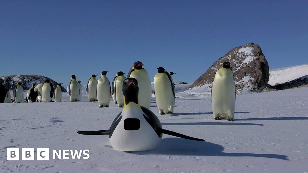 How a penguin camera got up close to life in the Antarctic - BBC News