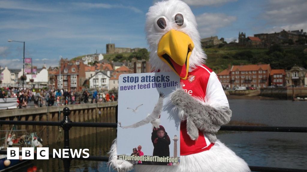 Scarborough issues fine warning over seagull feeding - BBC News
