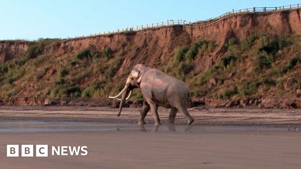 Mammoth fossil finds in Norfolk 'rival Jurassic Coast'