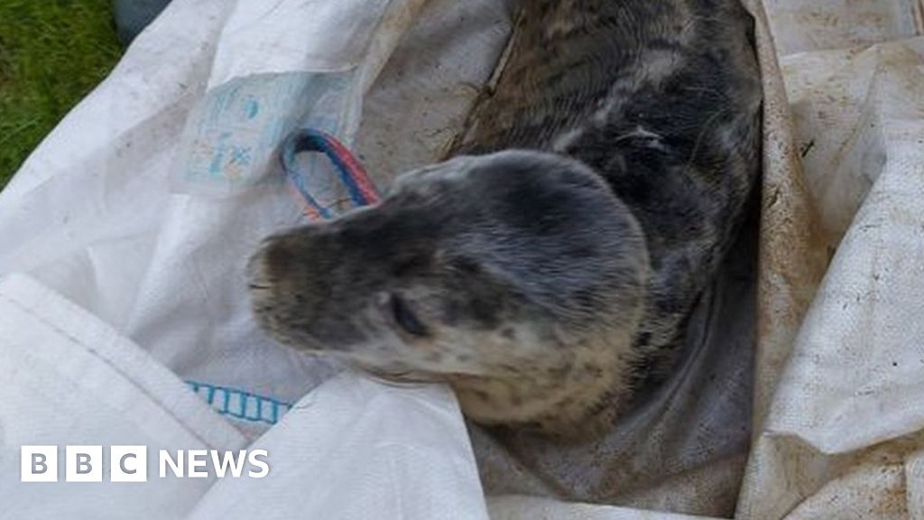 Seal pup found at Cornish bus stop in stormy weather