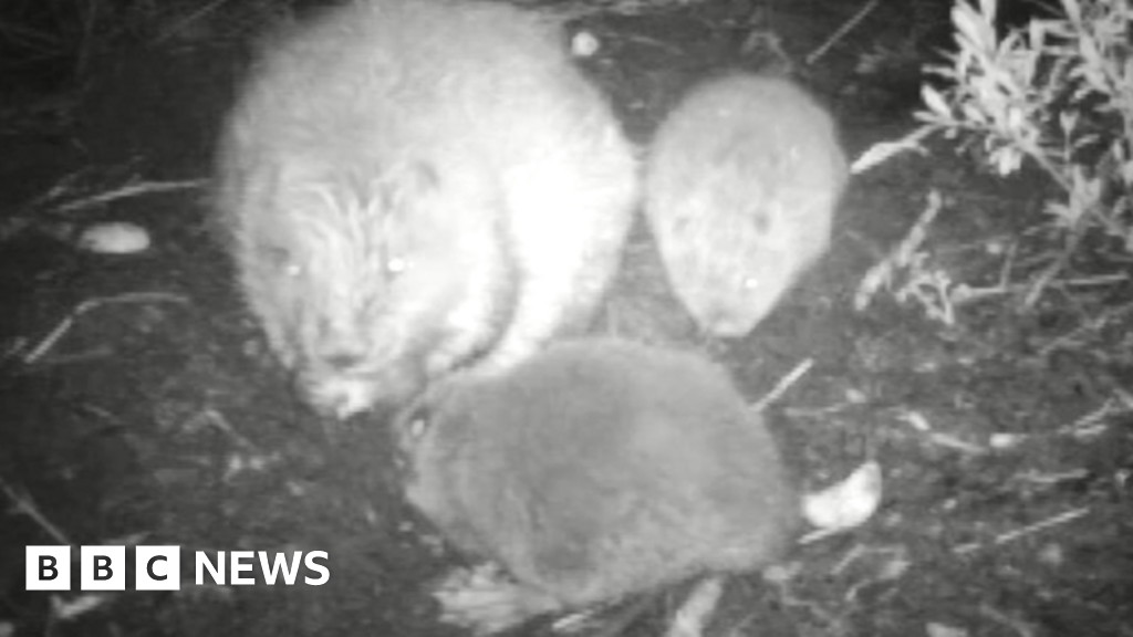 Footage of second Scots beaver kit revealed - BBC News