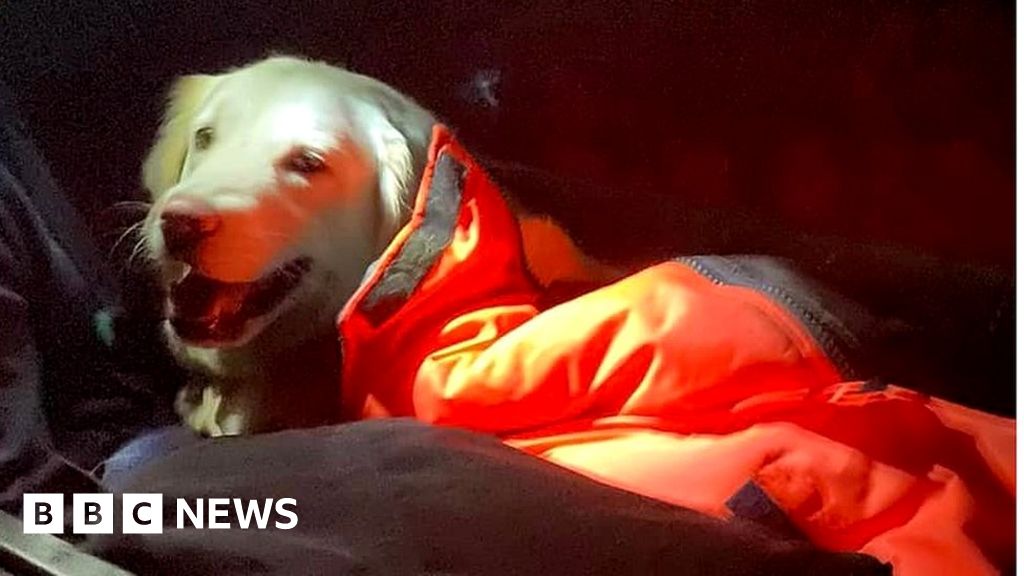 Mountain Rescuers called up Ben Nevis for struggling dog - BBC News