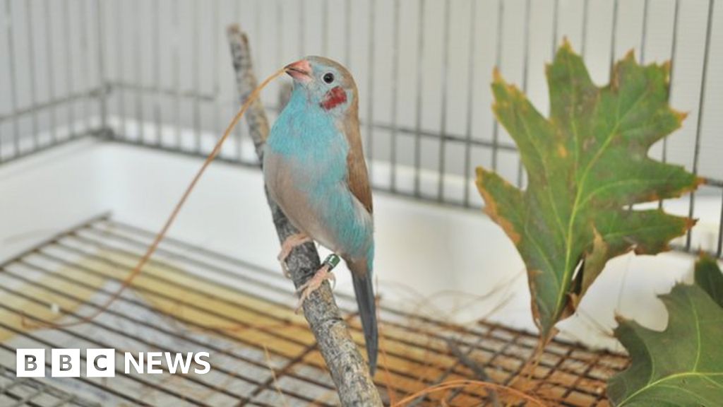 High-speed video captures songbird quick-step - BBC News