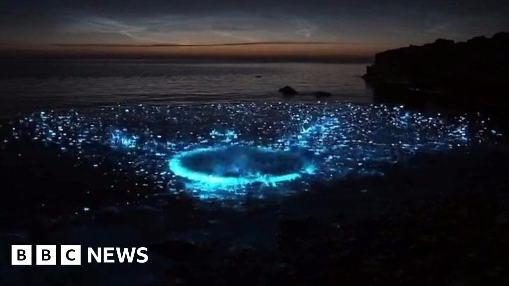 Sparkling sea and saving koalas from an STD - BBC News