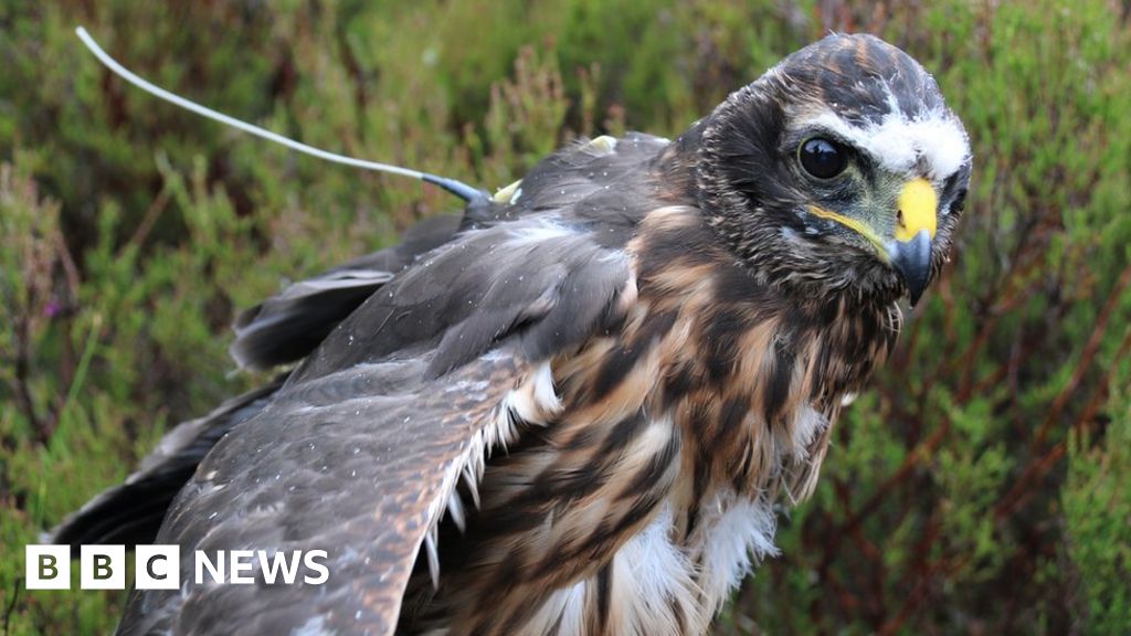 Record number of hen harriers tagged across UK - BBC News