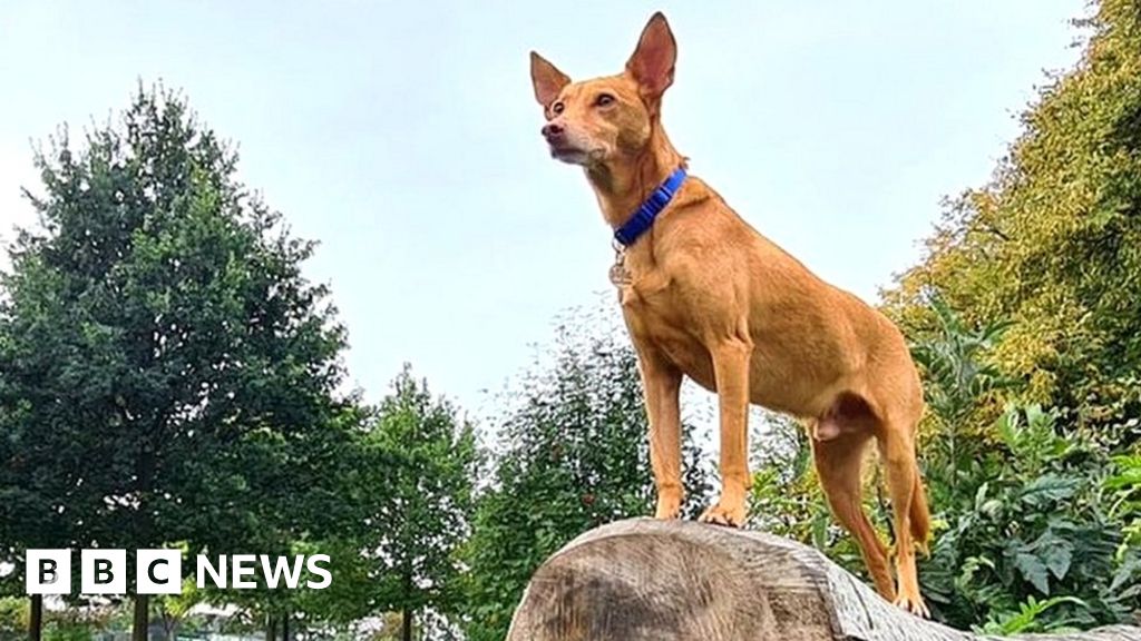 Lost Bristol 'wonder pup' stuns owner after city adventure - BBC News