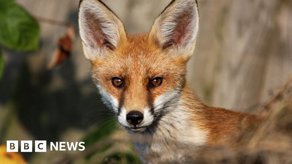 Coronavirus lockdown wildlife recordings appeal