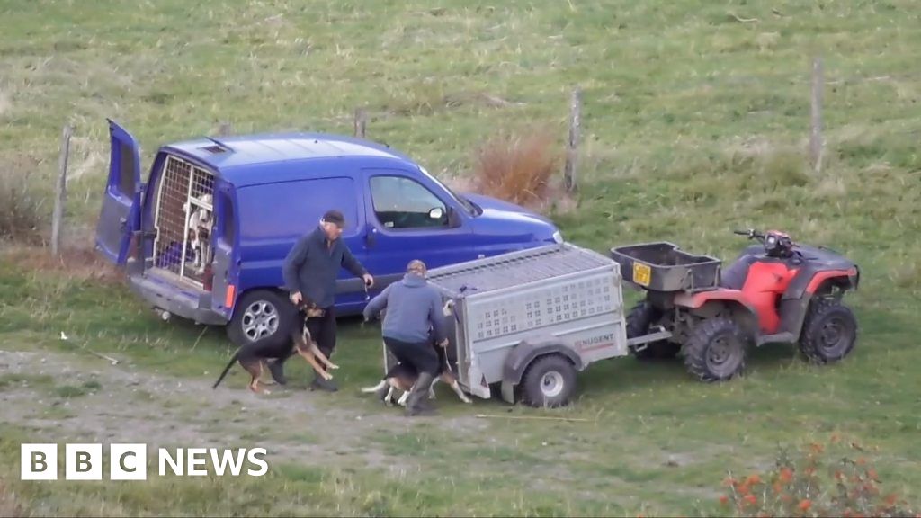 Video reveals dogs being kicked and kept in squalid conditions