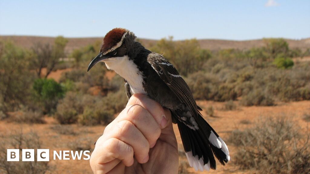 Babbler bird prompt call - BBC News