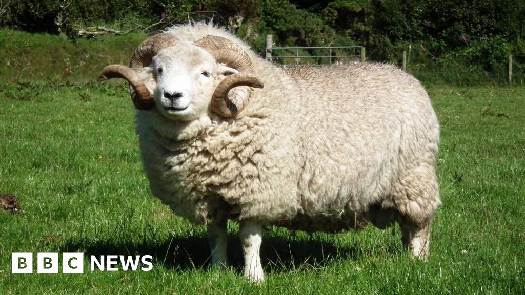 Exmoor Horn Sheep bring joy to Somerset farmer couple - BBC News