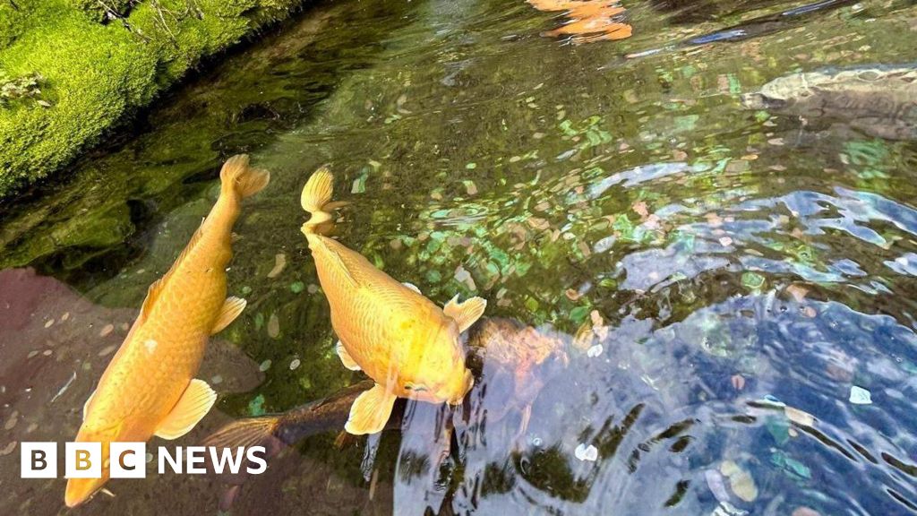 Matlock Bath pub staff issue pond plea after fish deaths - BBC News