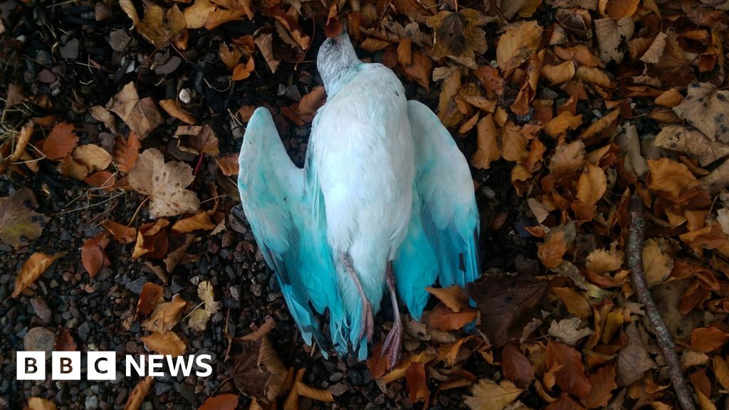 Experts mystified by dead blue gull found in Inverness - BBC News
