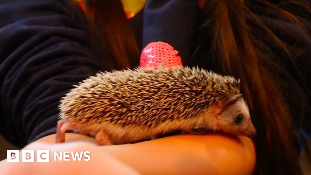 Visiting Tokyo's hedgehog cafe - BBC News