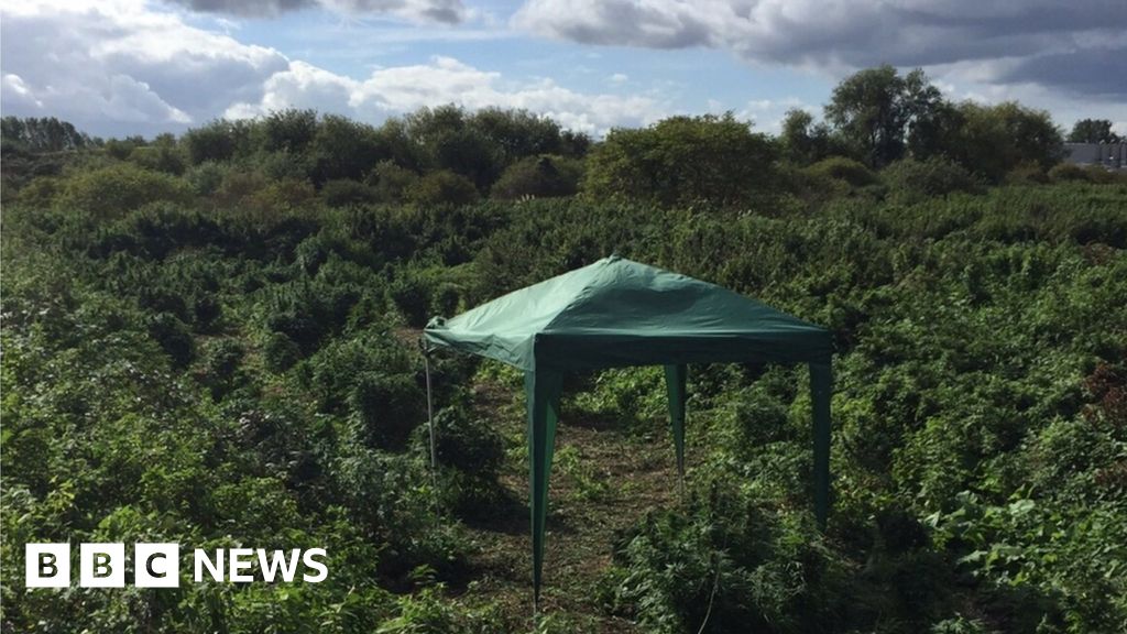 'Cannabis forest' discovered in London - BBC News