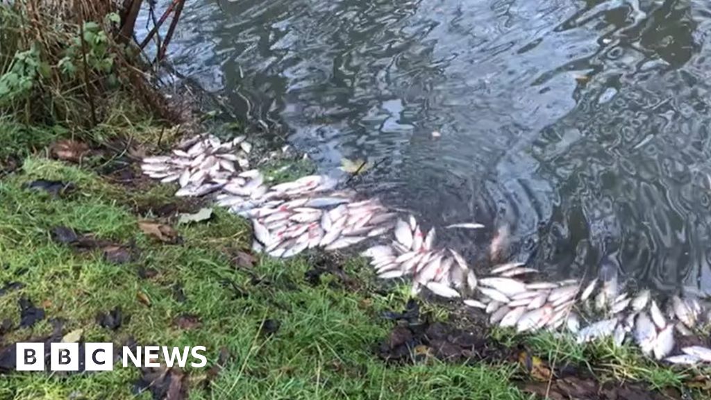 Peterborough: Proposal to restock River Nene where 100,000 fish died ...