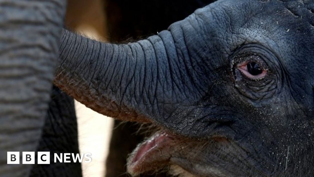 Ivory, the election and social media - BBC News