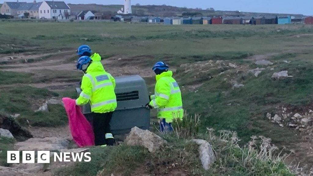 Portland seal pup dies from suspected boat propeller injuries