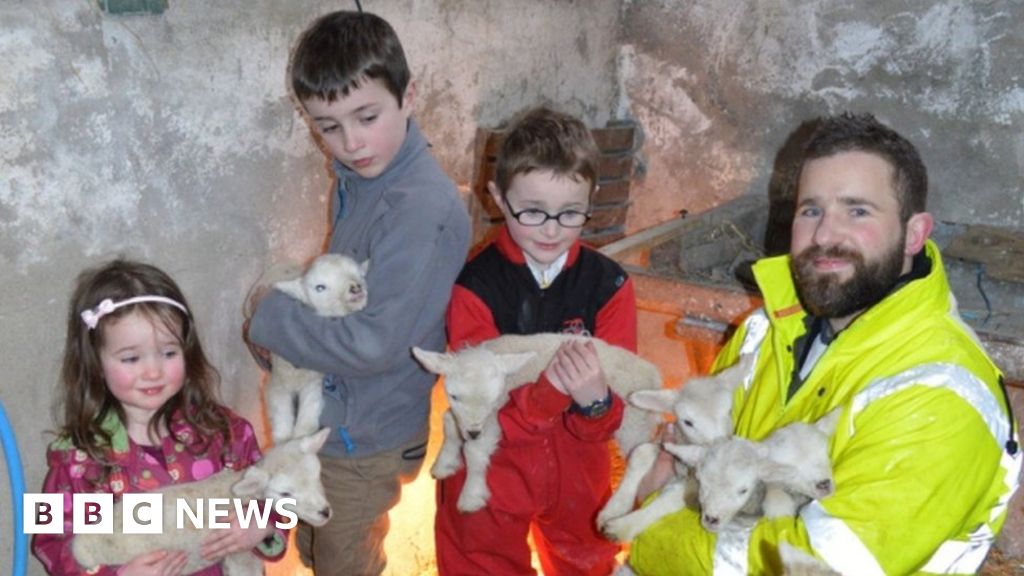 County Tyrone sheep at Shannon farm gives birth to rare sextuplet lambs ...