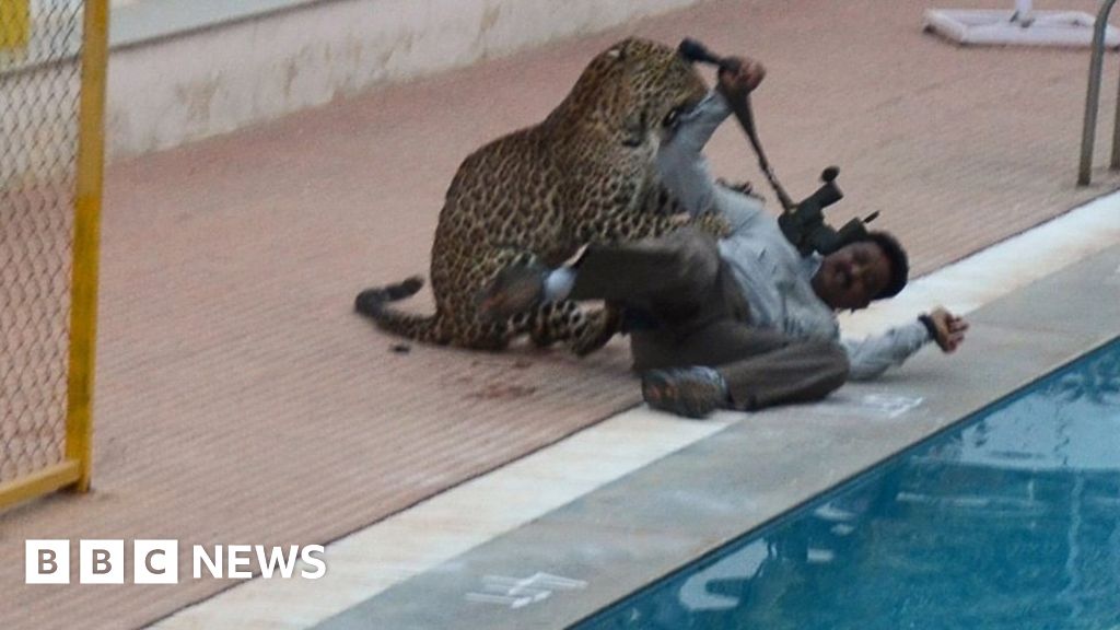 India school attack leopard escapes from enclosure - BBC News