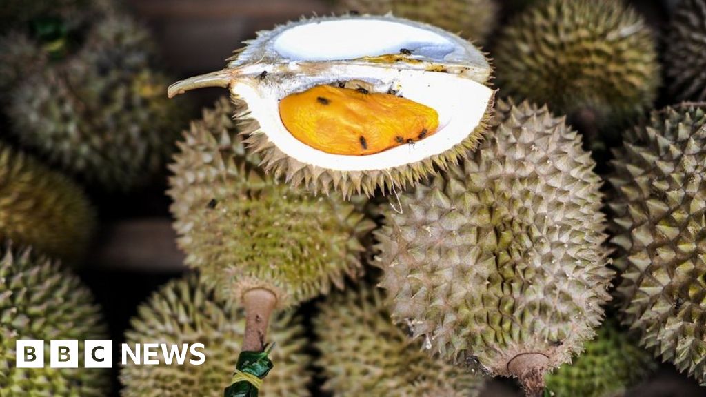 Rotten durian causes Melbourne university evacuation - BBC News