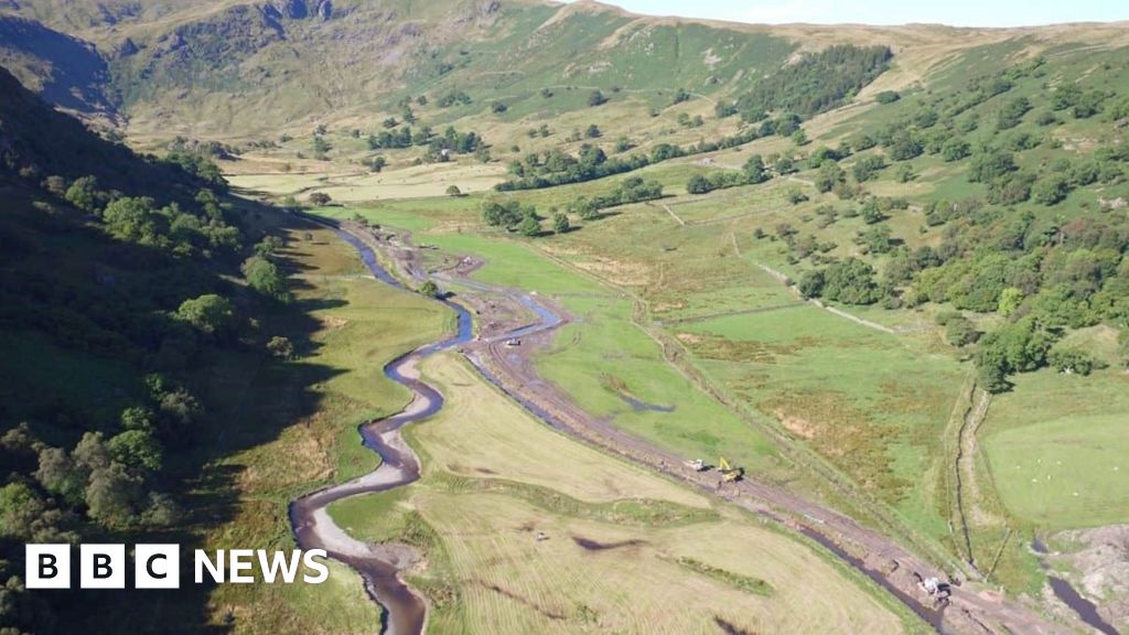 Salmon breeding after straightened Cumbria stream rewiggled - BBC News