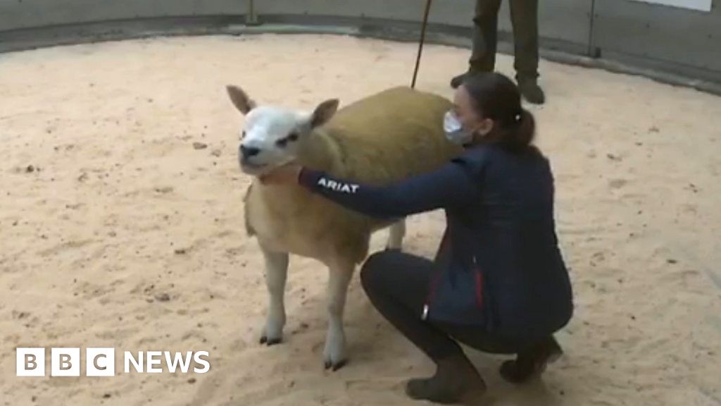 World's most expensive sheep sells at auction - BBC News