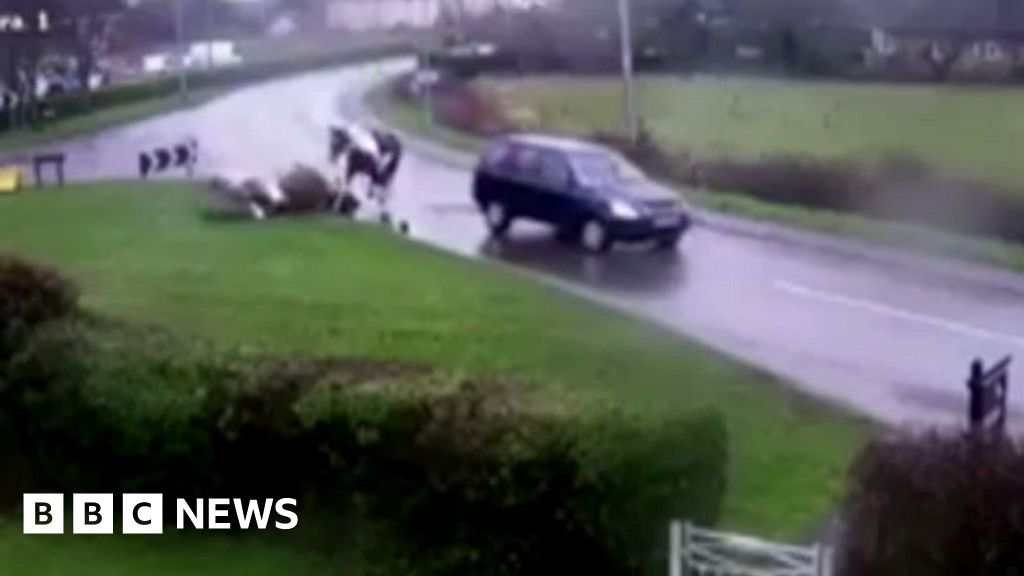 Witcham horse crash driver will not be prosecuted - BBC News