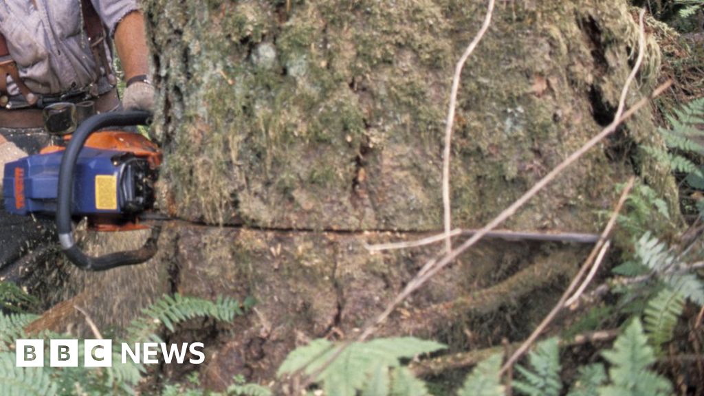 Man gave 'thumbs up' before being crushed by tree - BBC News