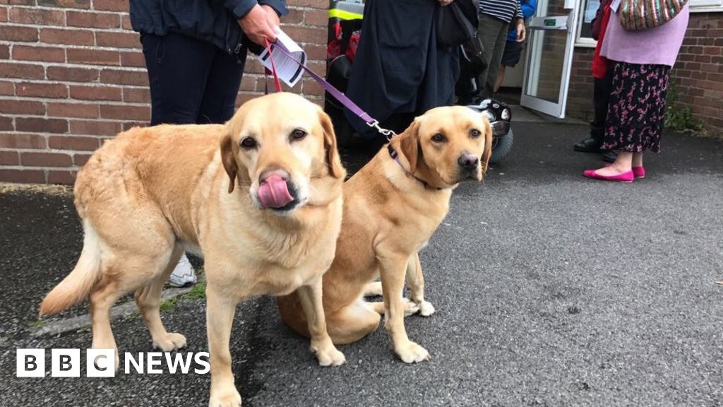 General Election 2017: #Dogsatpollingstations in Wales