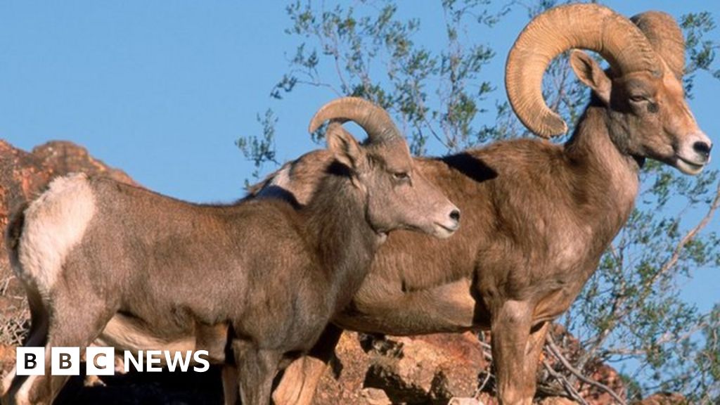 What would Trump's wall mean for wildlife? - BBC News