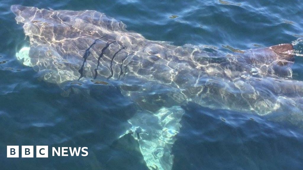 'Incredibly early' basking shark spotted off Cornwall