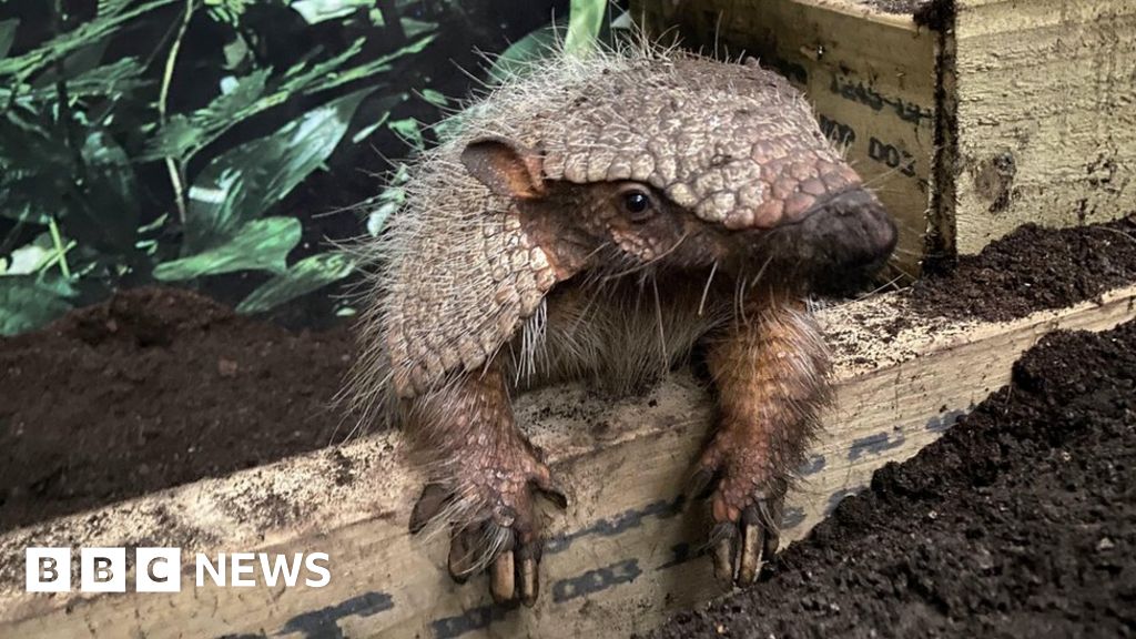 Zoo 'blind date' hope for armadillo romance