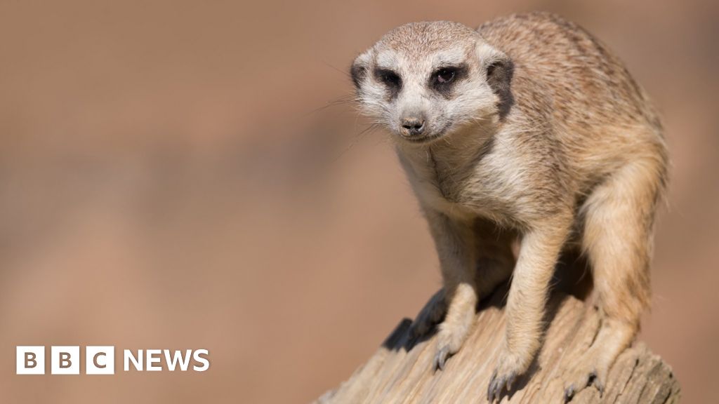Meerkat live-streaming app 'dead' - BBC News