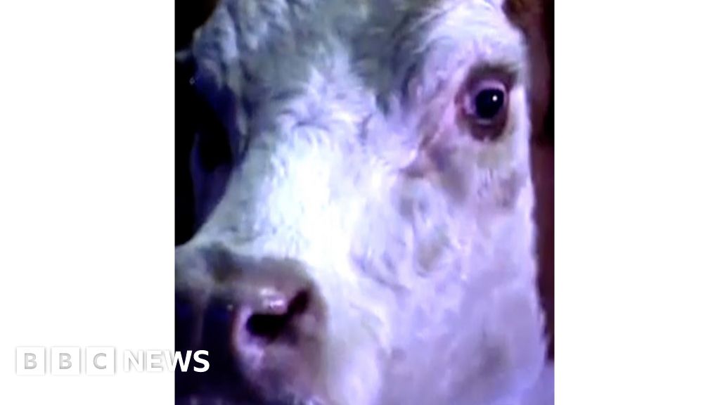 Holy cow! 'Stormy' the cow makes a break from live nativity - BBC News