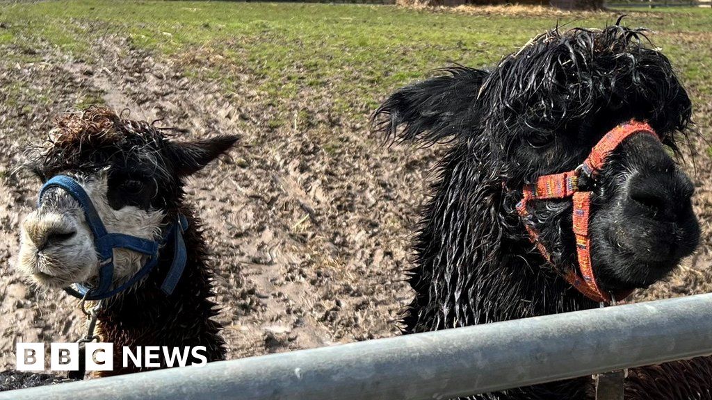 North Ferriby disability charity animals 'traumatised' after joyriders ...