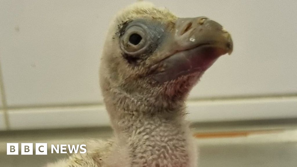 London Zoo: Vulture Rupert is 'key step forward' for species