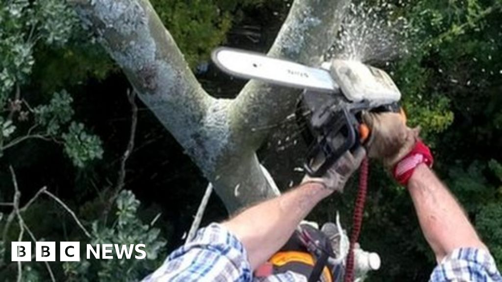 How an ash tree is turned into a spoon - BBC News