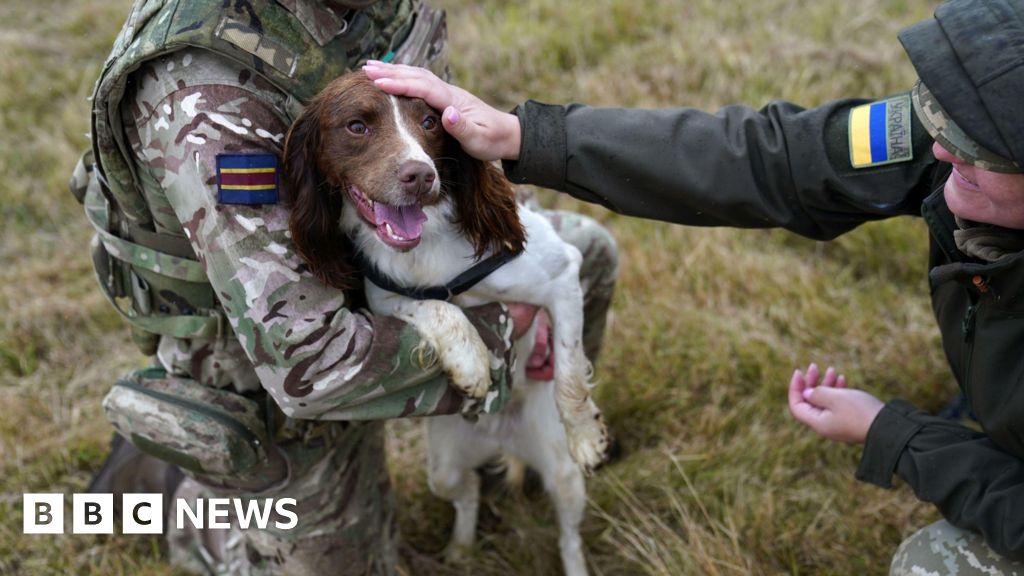 Military dogs save hundreds, says Ukrainian soldier - BBC News