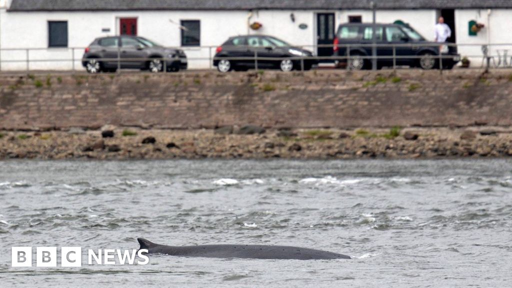 Fin whales spotted in Kessock Channel at Inverness - BBC News