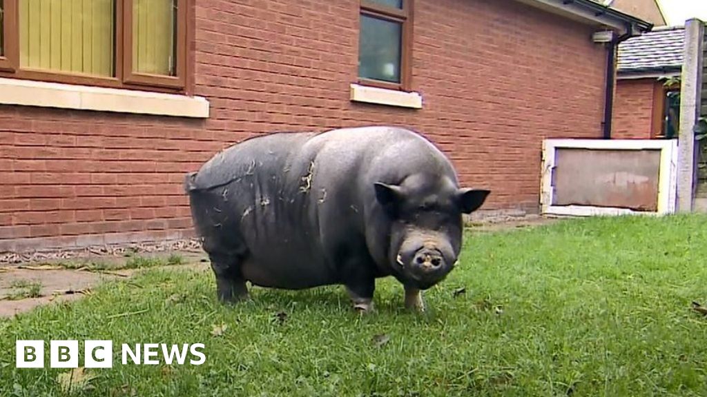 Southport couple share home with pampered pig