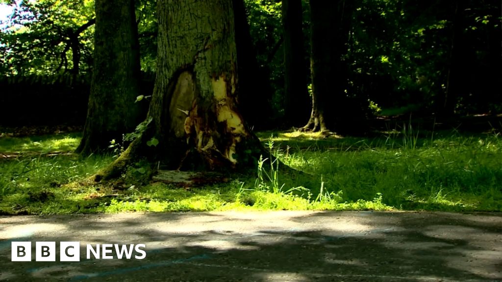 Three teenagers injured after car hits tree in park - BBC News