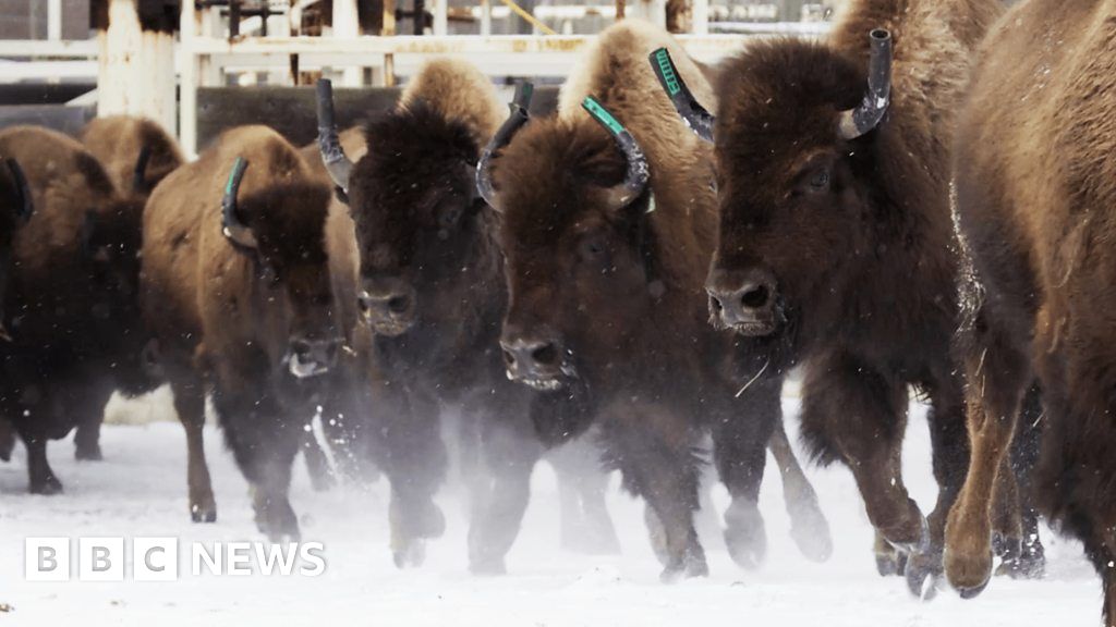 Stampeding buffalo are returning to Canada - BBC News