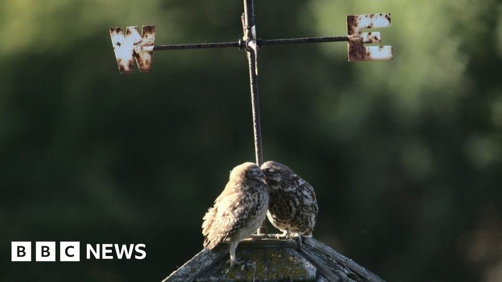 Photo of baby owl and its father wins South Downs competition - BBC News