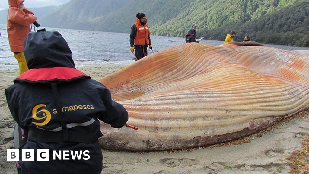Satellites used to re-investigate whale stranding