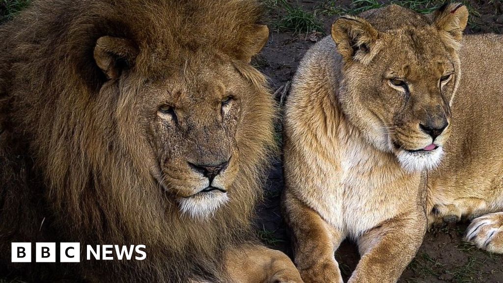 Africa Alive: Lions to move to Whipsnade Zoo after enclosure damaged ...