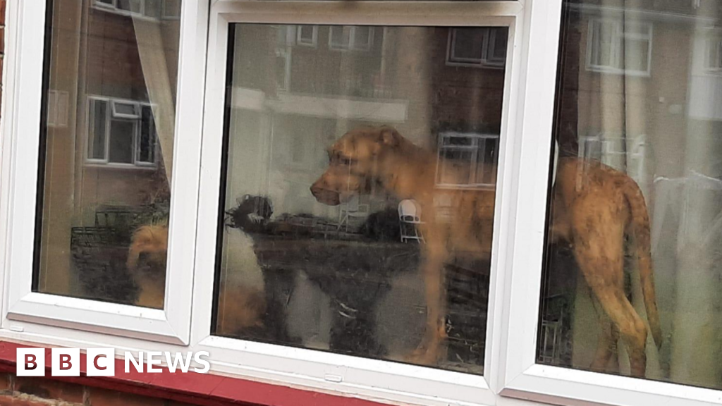 Oxford: Twelve dogs among animals found in derelict flat