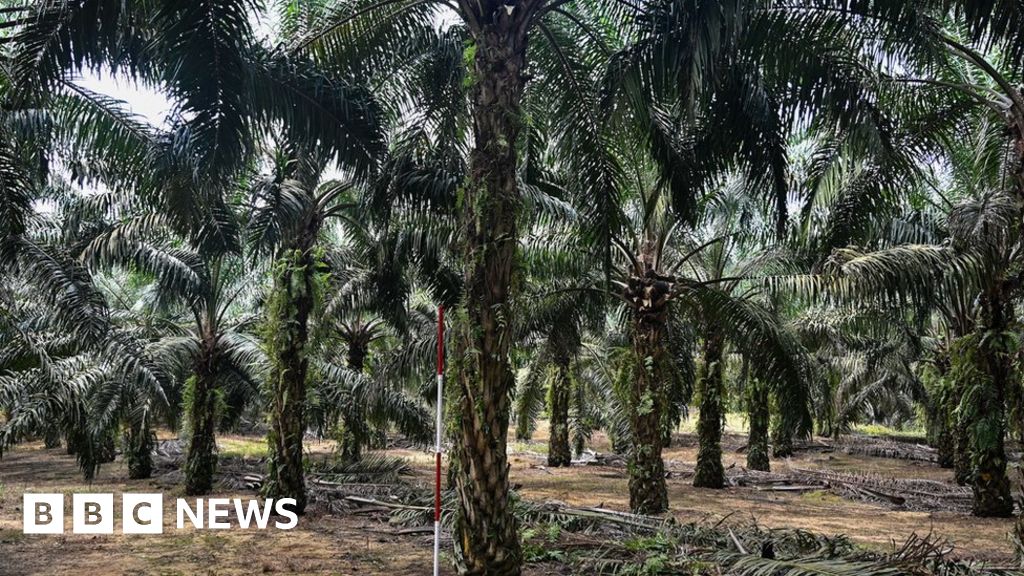 What is sustainable palm oil? - BBC News