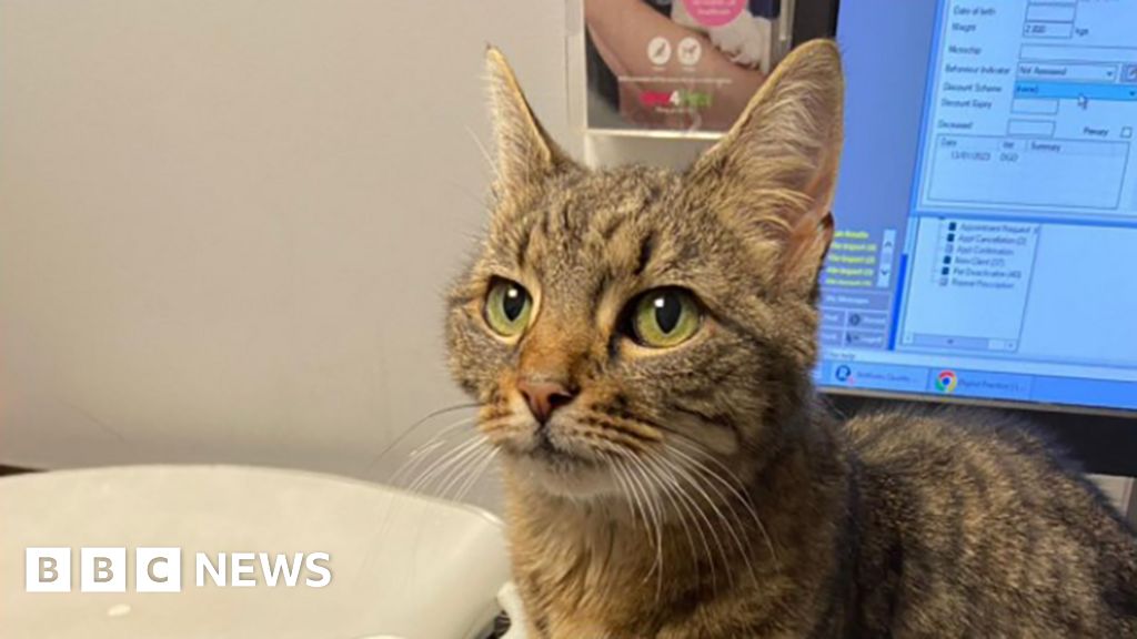 Missing York cat reunited with owners after 10 years - BBC News