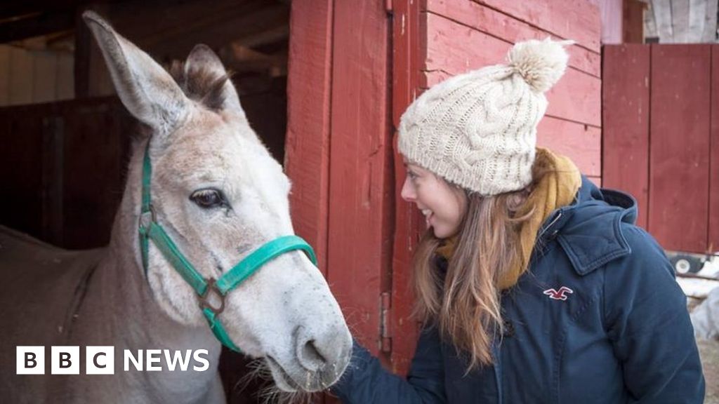 Zelda the zonkey, home at last - BBC News