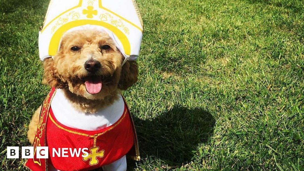 'Pope dogs' craze triggered by papal visit - BBC News